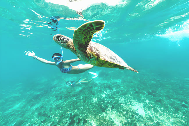 Tulum Snorkeling turtles & Best Tulum boat tours
